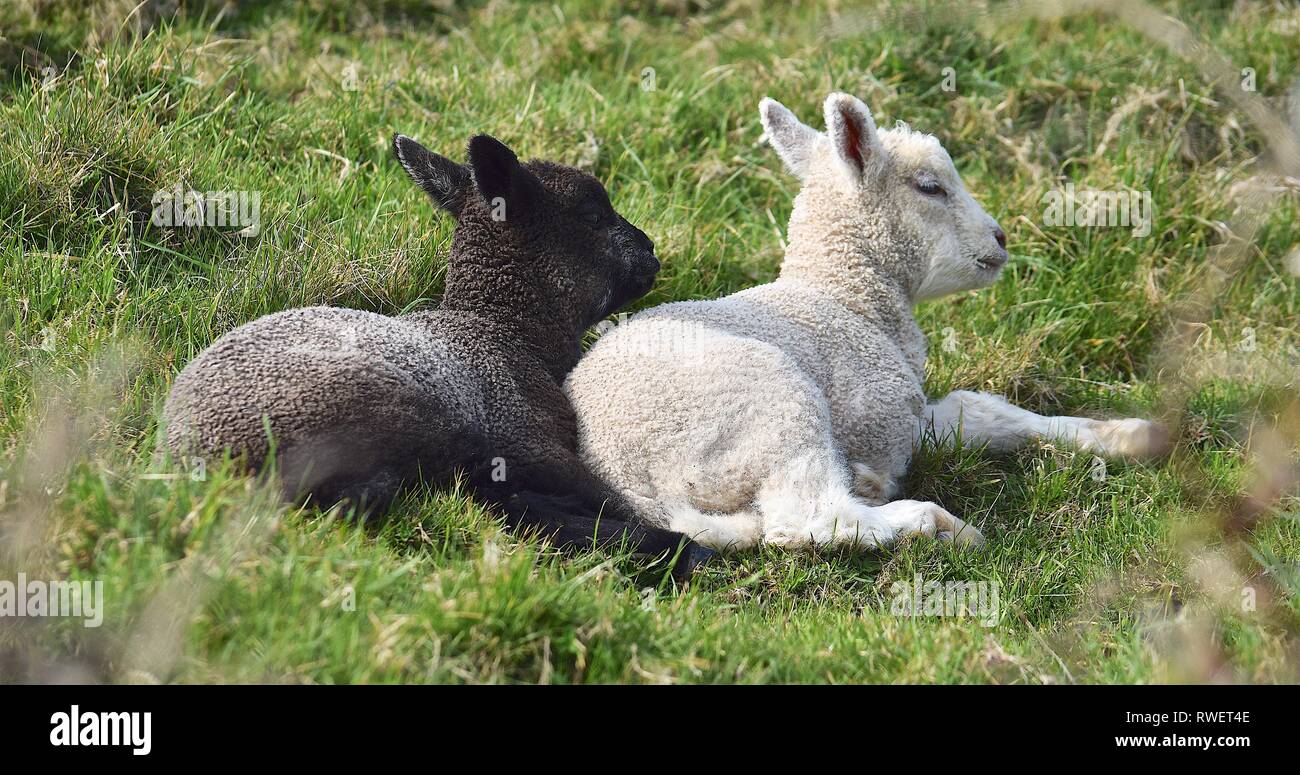 Sheep & lambs, The Dodman, 150416 Stock Photo - Alamy
