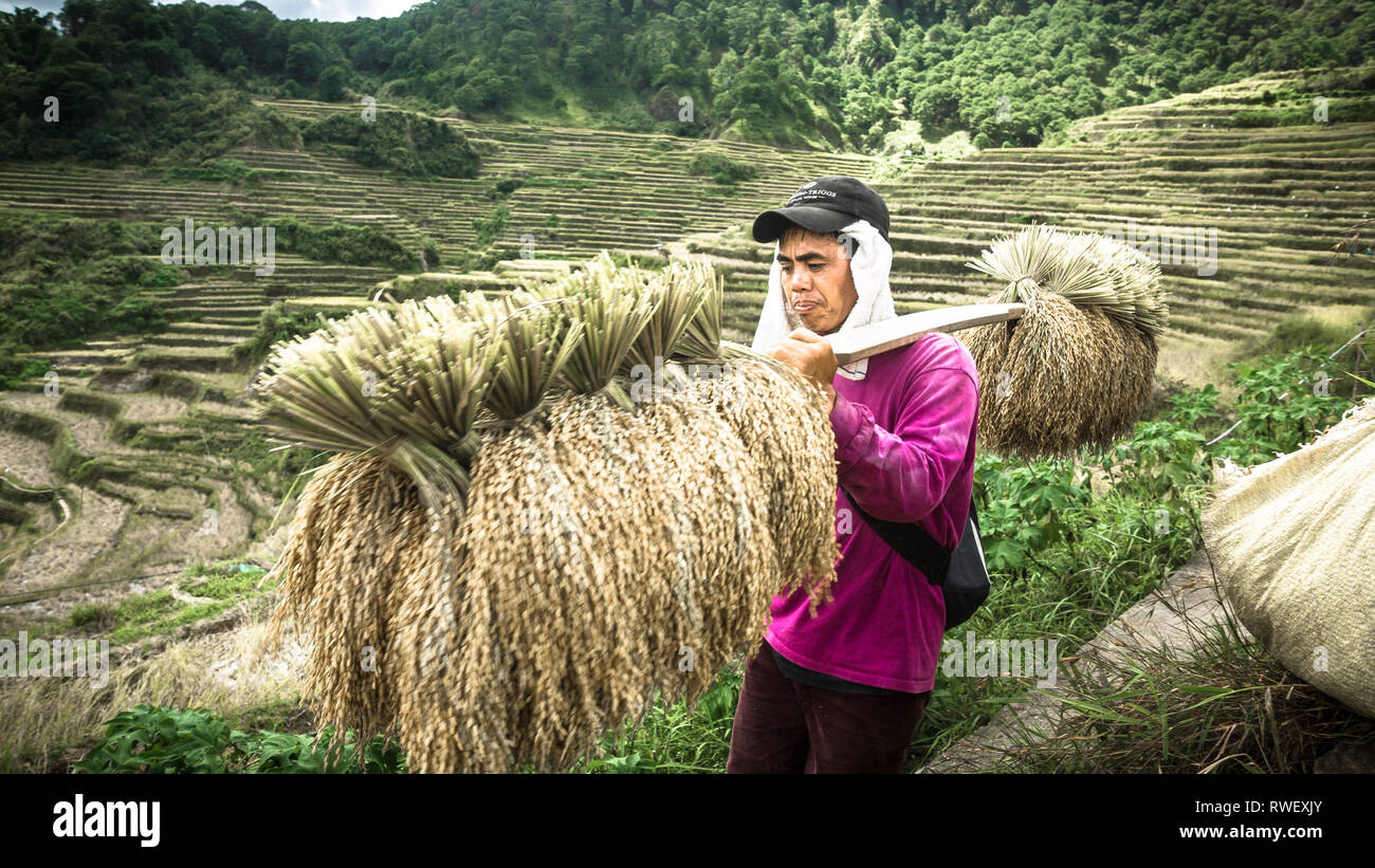 Filipino man carrying Dried Rice Harvest on Stick - Maligcong, Mountain ...