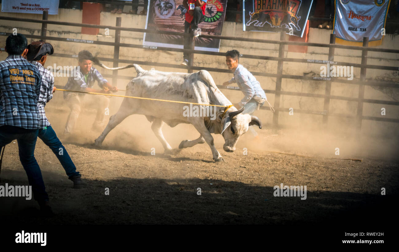 Bull Dragging Filipino Cowboys After They Lassoed it - Masbate Rodeo ...