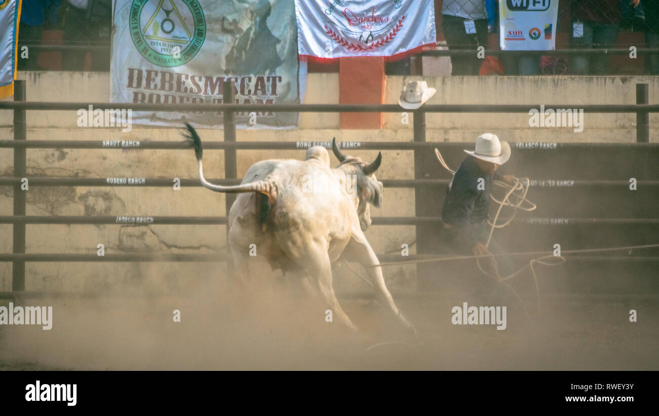 Bull Charging a Filipino Cowboy at the Masbate Rodeo, Philippines Stock ...