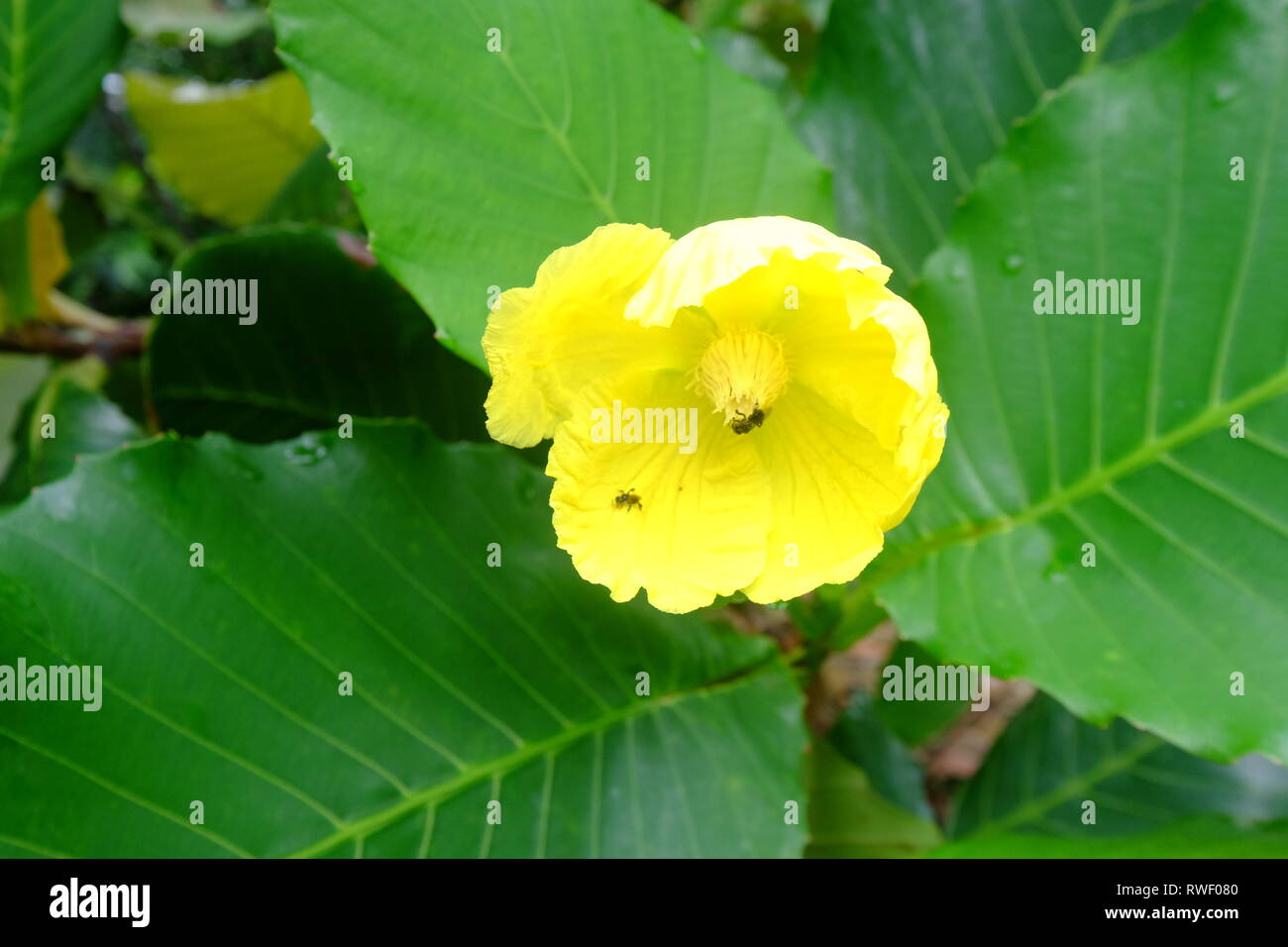 Bunga Daun Simpor Stock Photo - Alamy