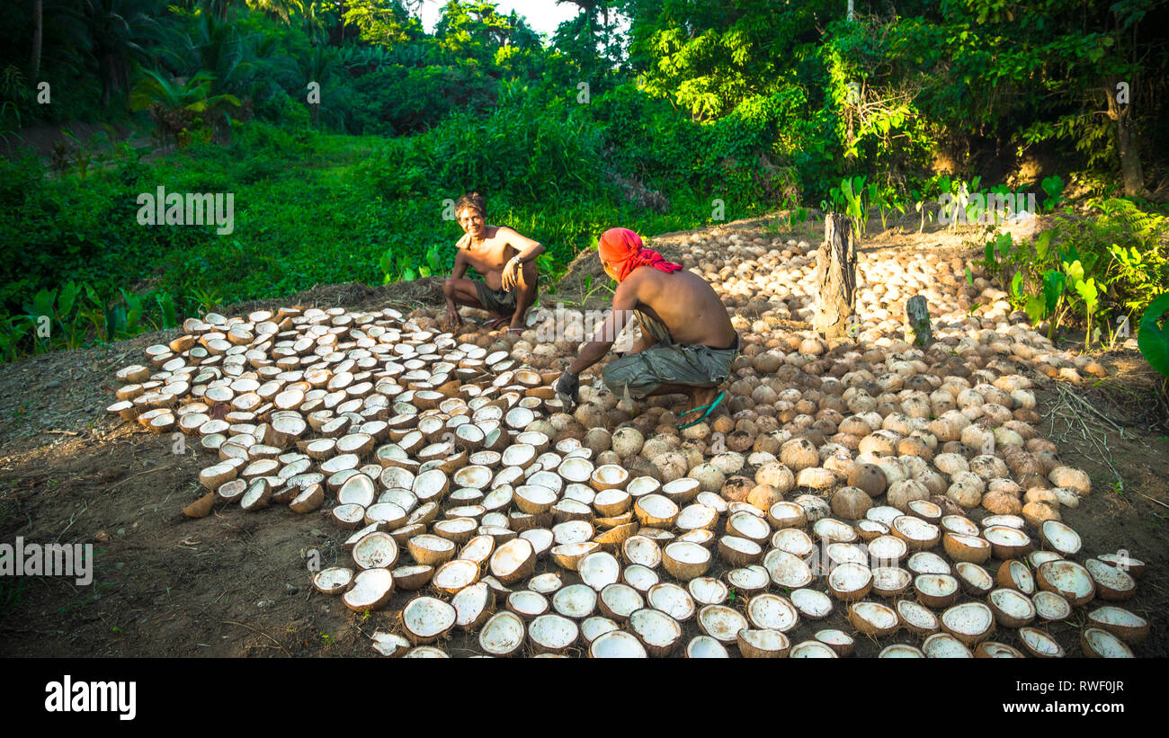 Fresh Harvested Coconuts, Sliced and Drying By Filipino Workers ...