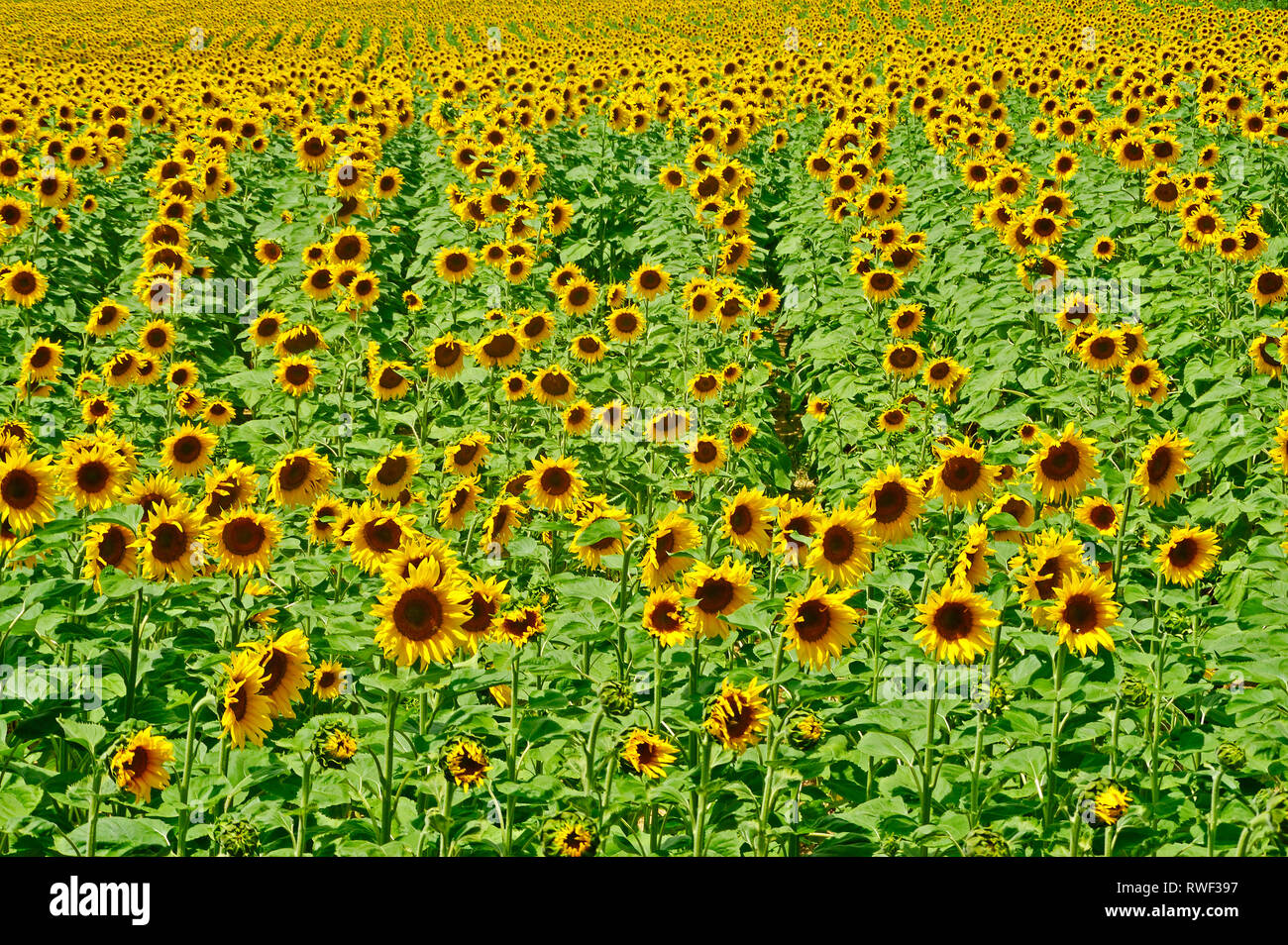 sunflower field, Lot-et-Garonne Department, Aquitaine, France Stock ...