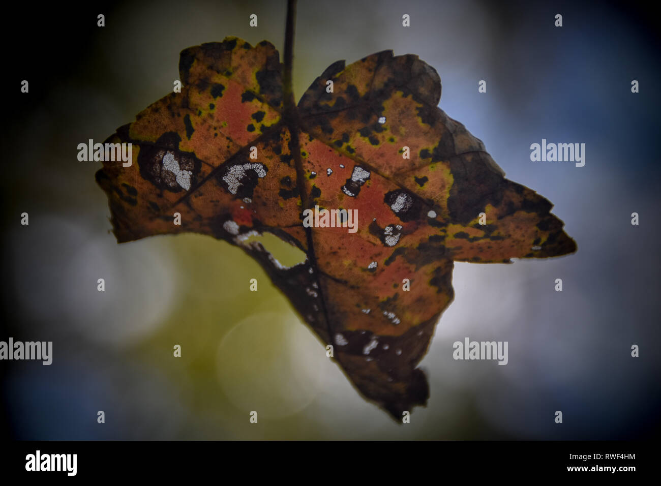 Red maple leaf slowly dying and decaying Stock Photo - Alamy