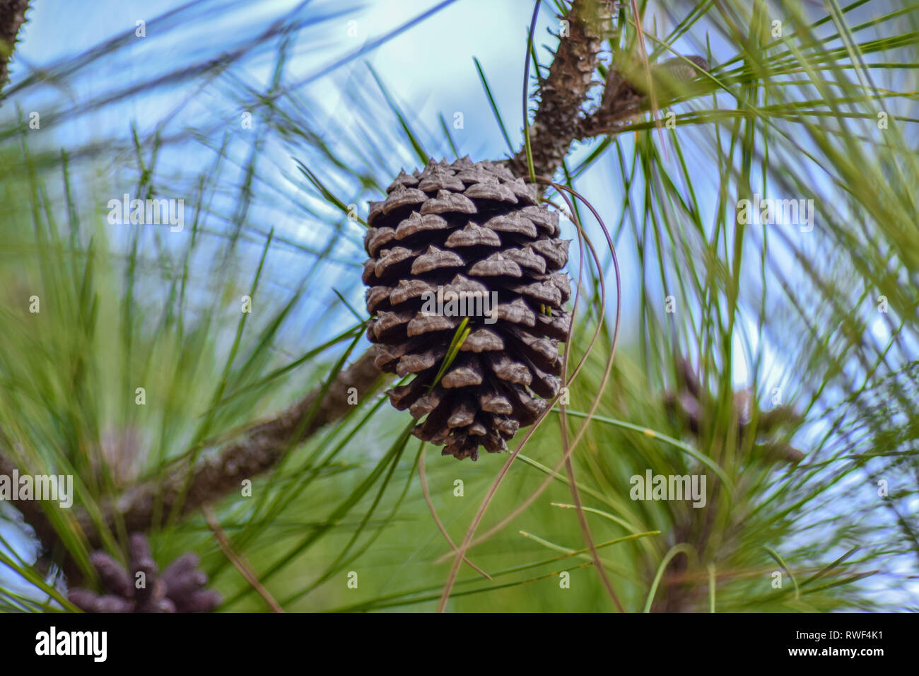 Pine cone seeds hi-res stock photography and images - Alamy