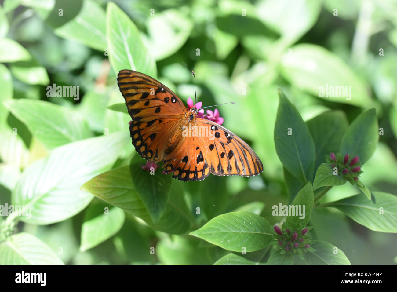 Rainforest butterflies hi-res stock photography and images - Alamy