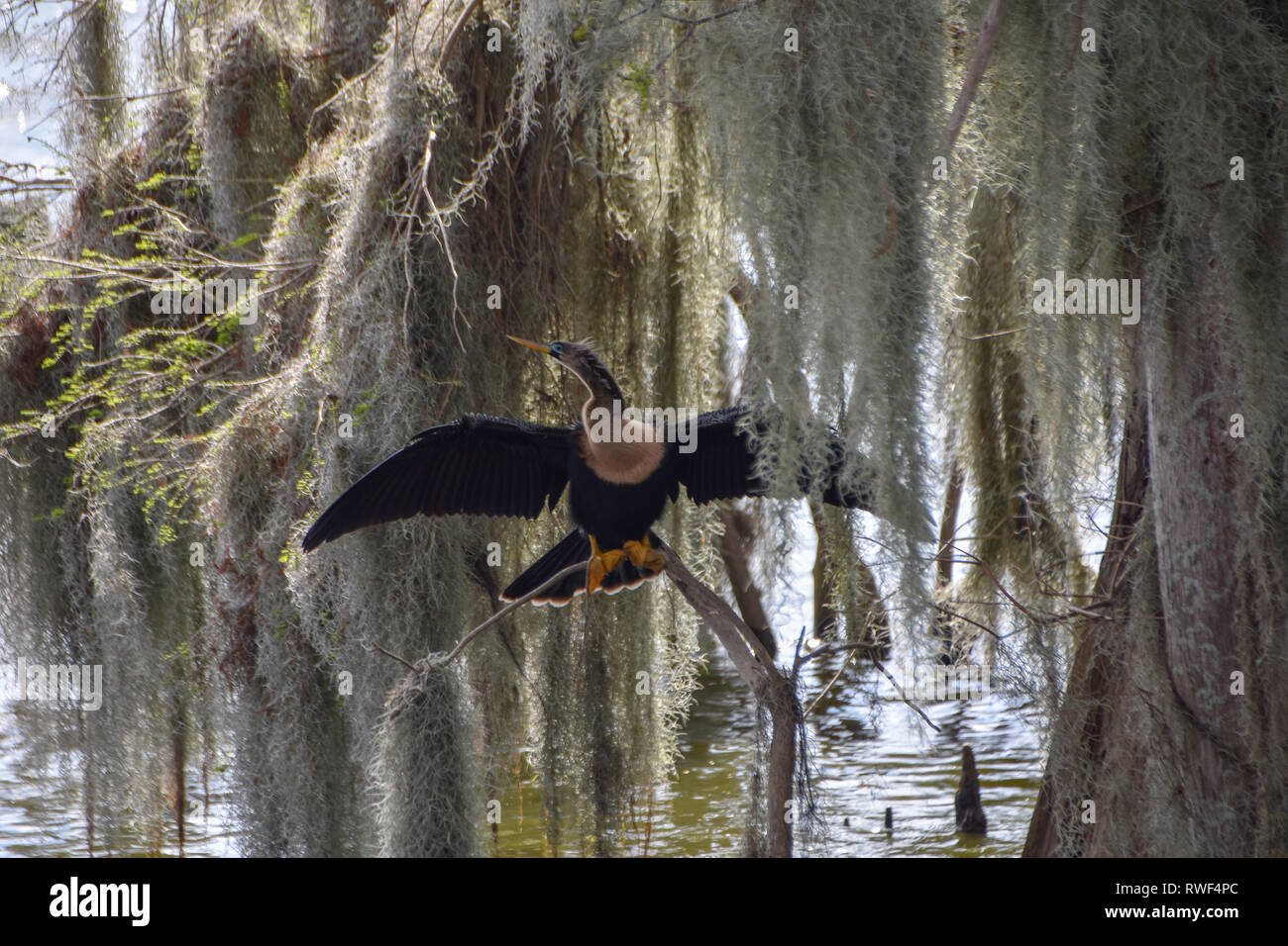 Anhinga anhingas florida hi-res stock photography and images - Alamy