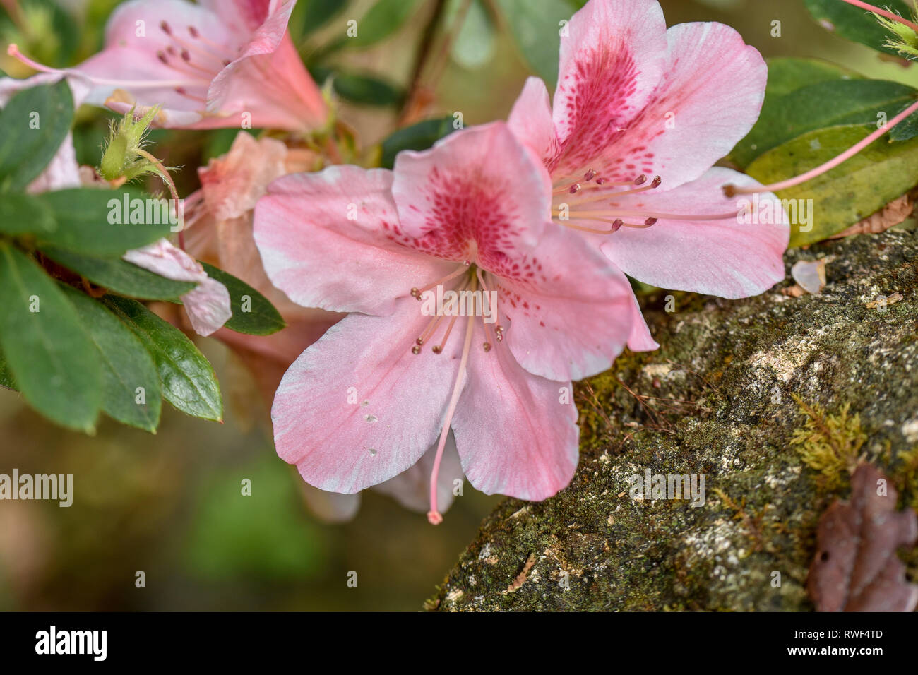 Pink and white azalea flowers hi-res stock photography and images - Alamy