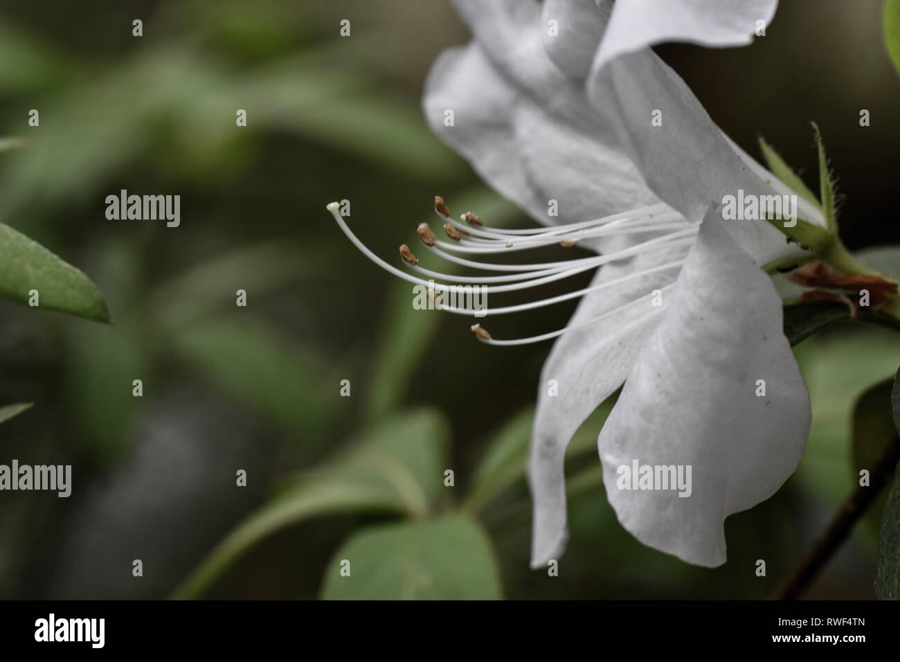 Azalea stamen hi-res stock photography and images - Alamy