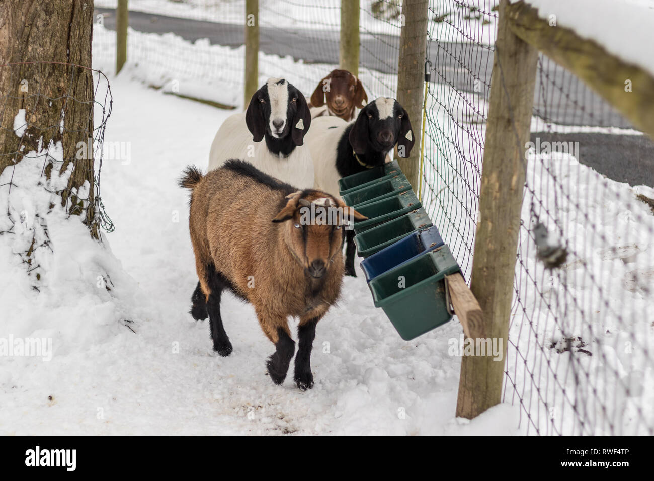 Boer Goats with lop ears in the winter snow Stock Photo - Alamy