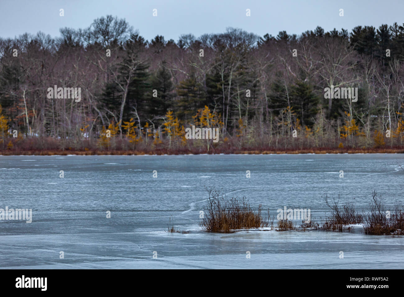 Grassy Pond Conservation Area or raw nature in winter time ...