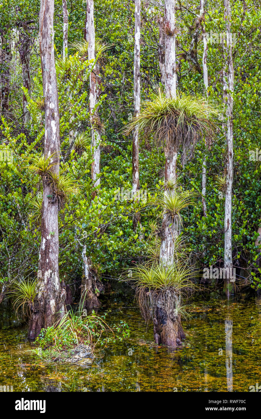 Cypress trees in swamp in Sweetwater Slough on Loop Road in Big Cypress ...