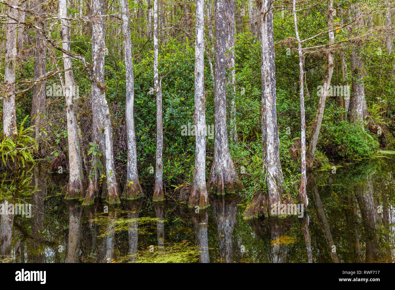 Cypress trees in swamp in Sweetwater Slough on Loop Road in Big Cypress ...