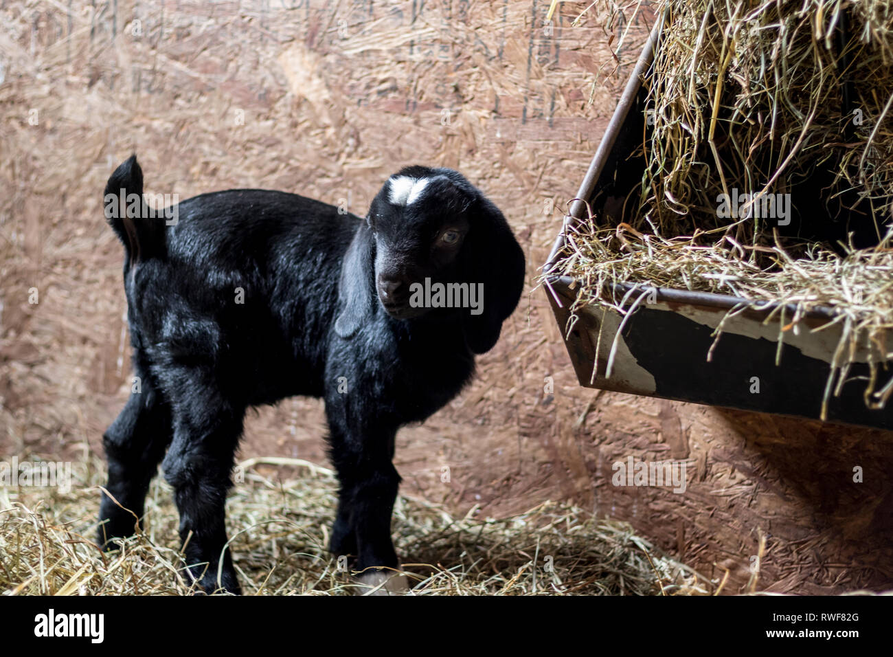 Black and white Baby Boer Goat with lop ears in barn Stock Photo - Alamy