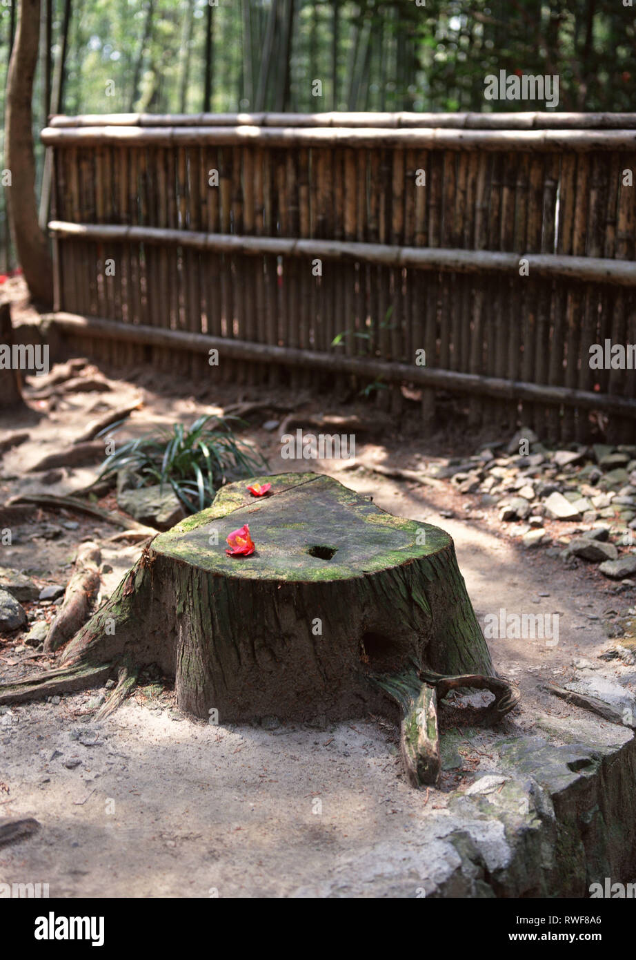 an old wooden tree trunk sliced background Stock Photo - Alamy