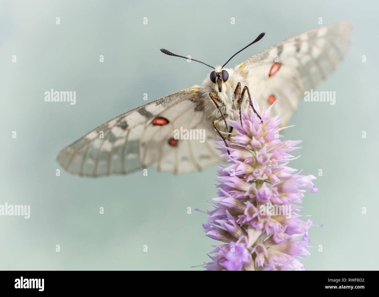 Parnassian butterfly hi-res stock photography and images - Alamy
