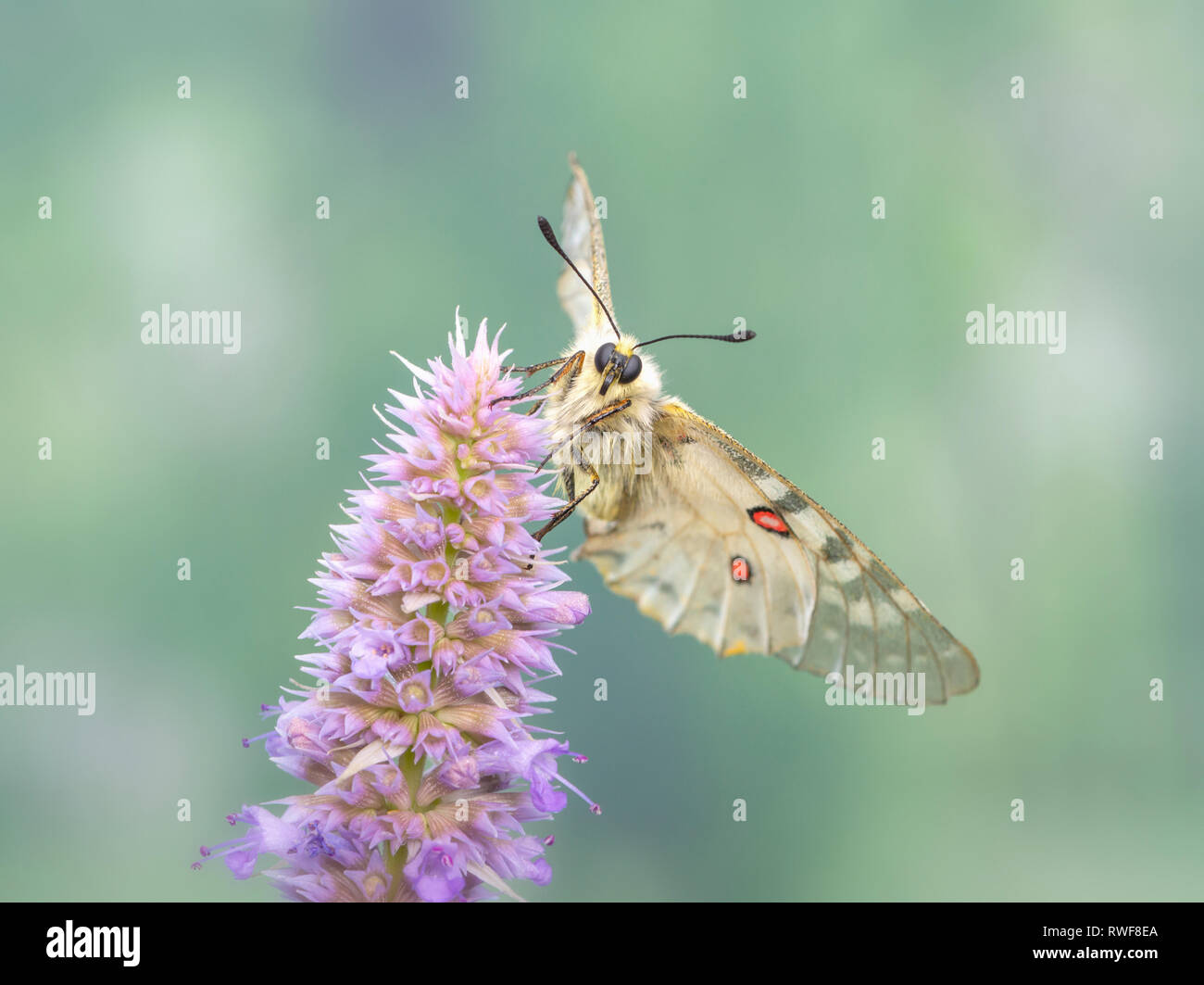 Clodius Parnassian butterfly on a mint flower Stock Photo - Alamy