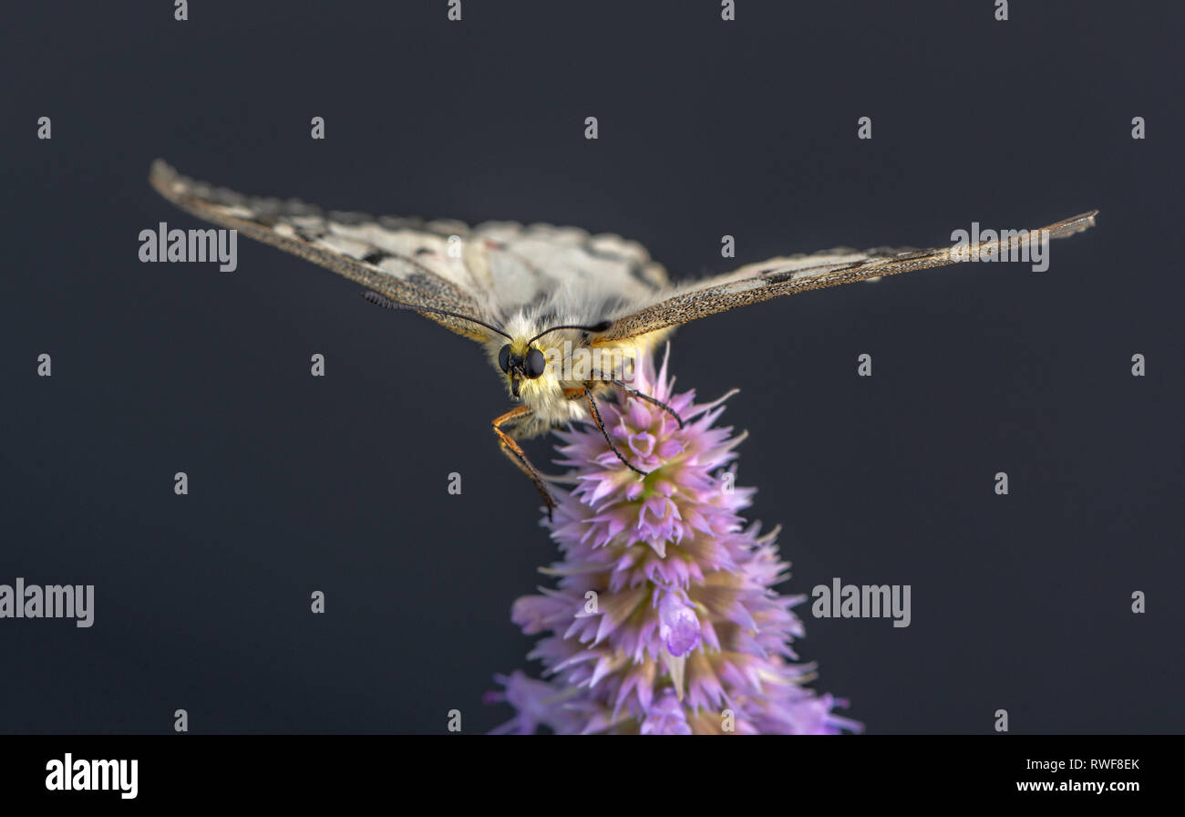 Clodius Parnassian butterfly on a mint flower Stock Photo - Alamy