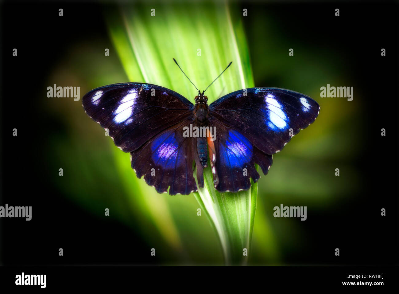 Bluemoon butterfly hi-res stock photography and images - Alamy