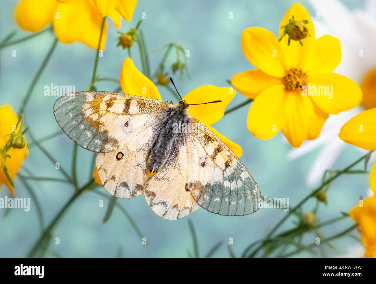Clodius parnassian butterfly on a flower with wings spread Stock Photo ...