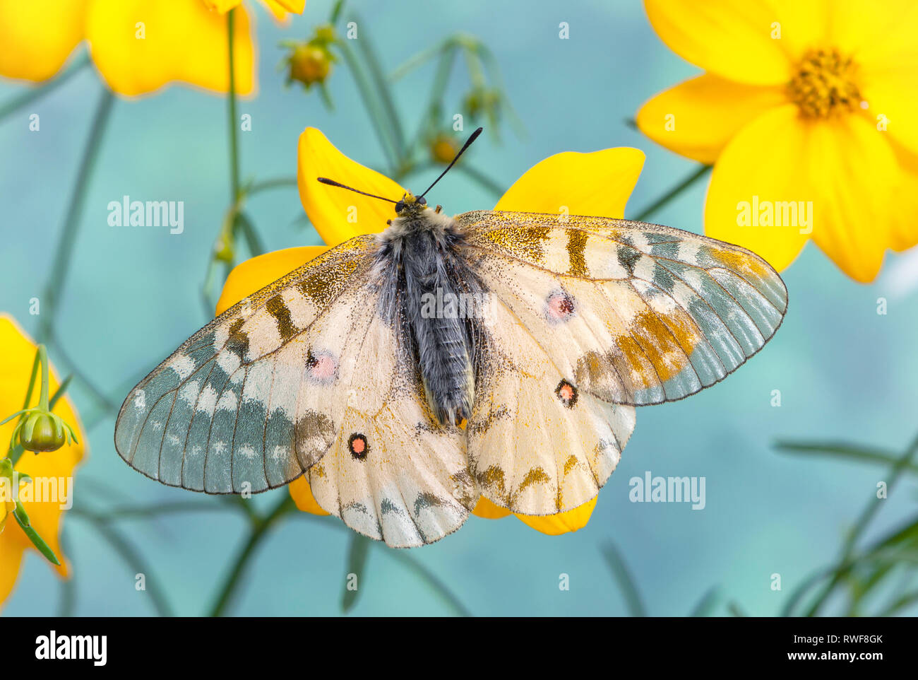 Butterfly wings up close hi-res stock photography and images - Alamy