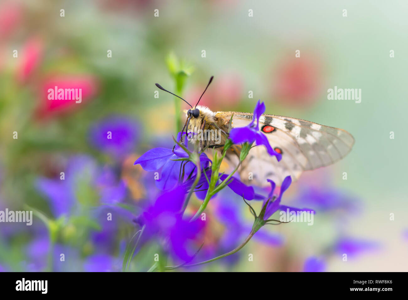 Clodius Parnassian butterfly resting in wildflowers Stock Photo - Alamy
