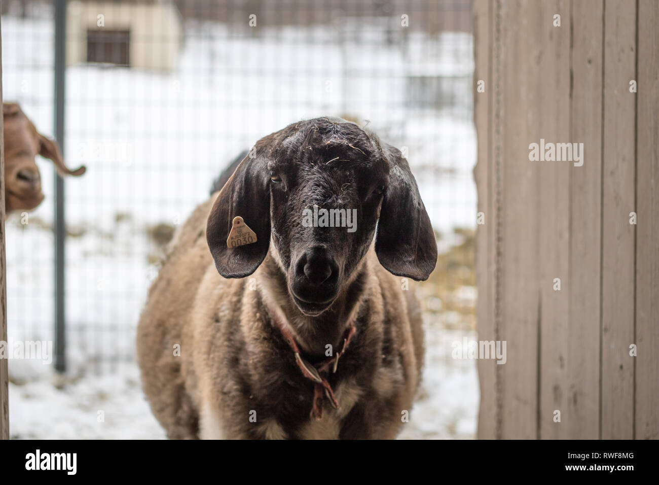 Boer Goat with lop ears walking into barn Stock Photo - Alamy