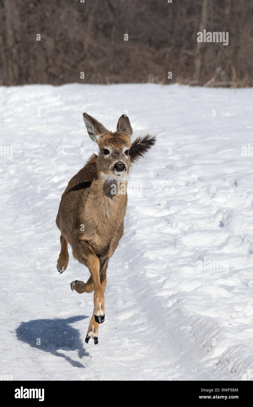 Deer Running In Snow Fallow Deer Running Through Snow | Premium