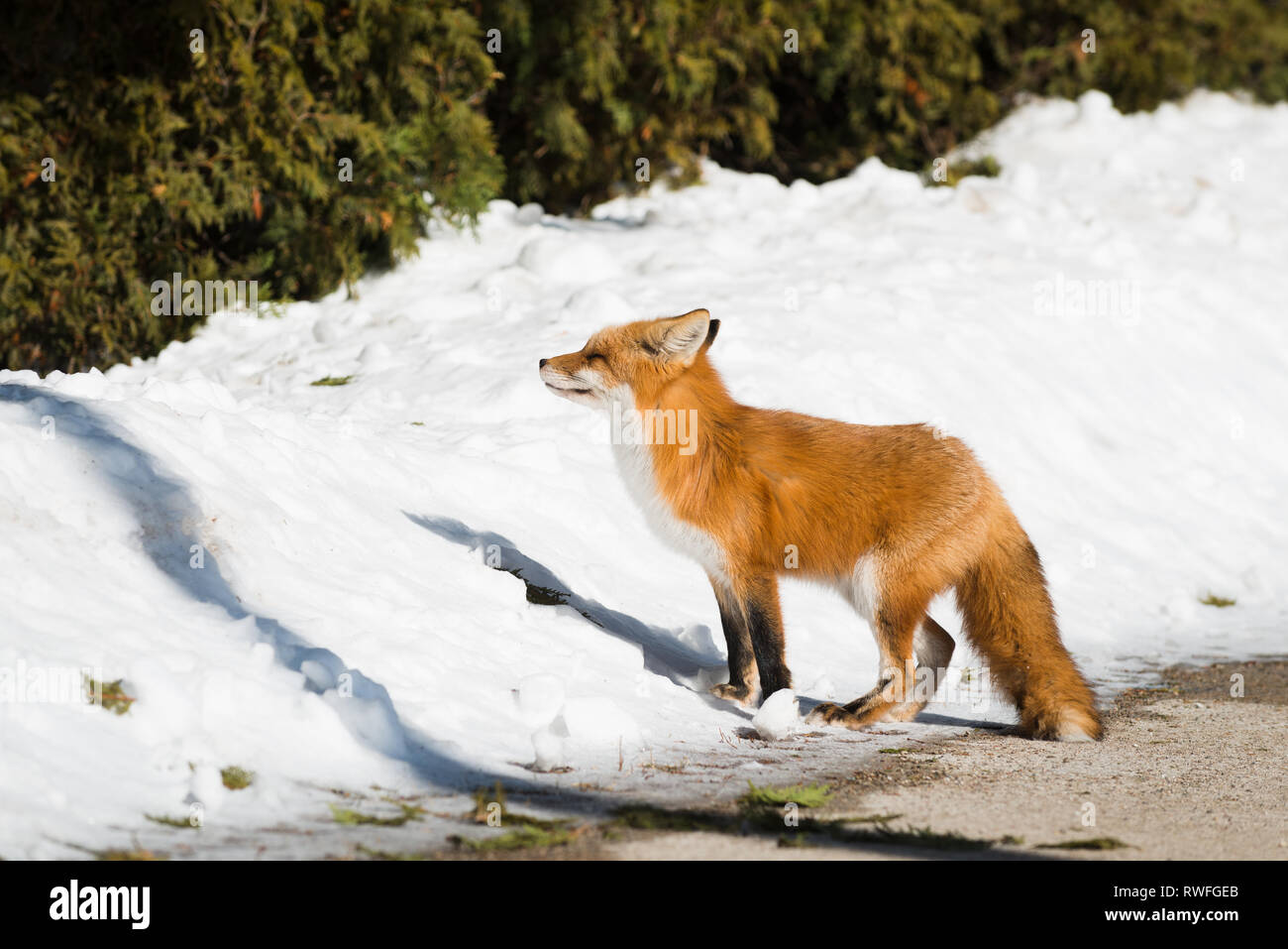 A red fox in the snow. Photographed near Port Elgin Ontario Stock Photo ...