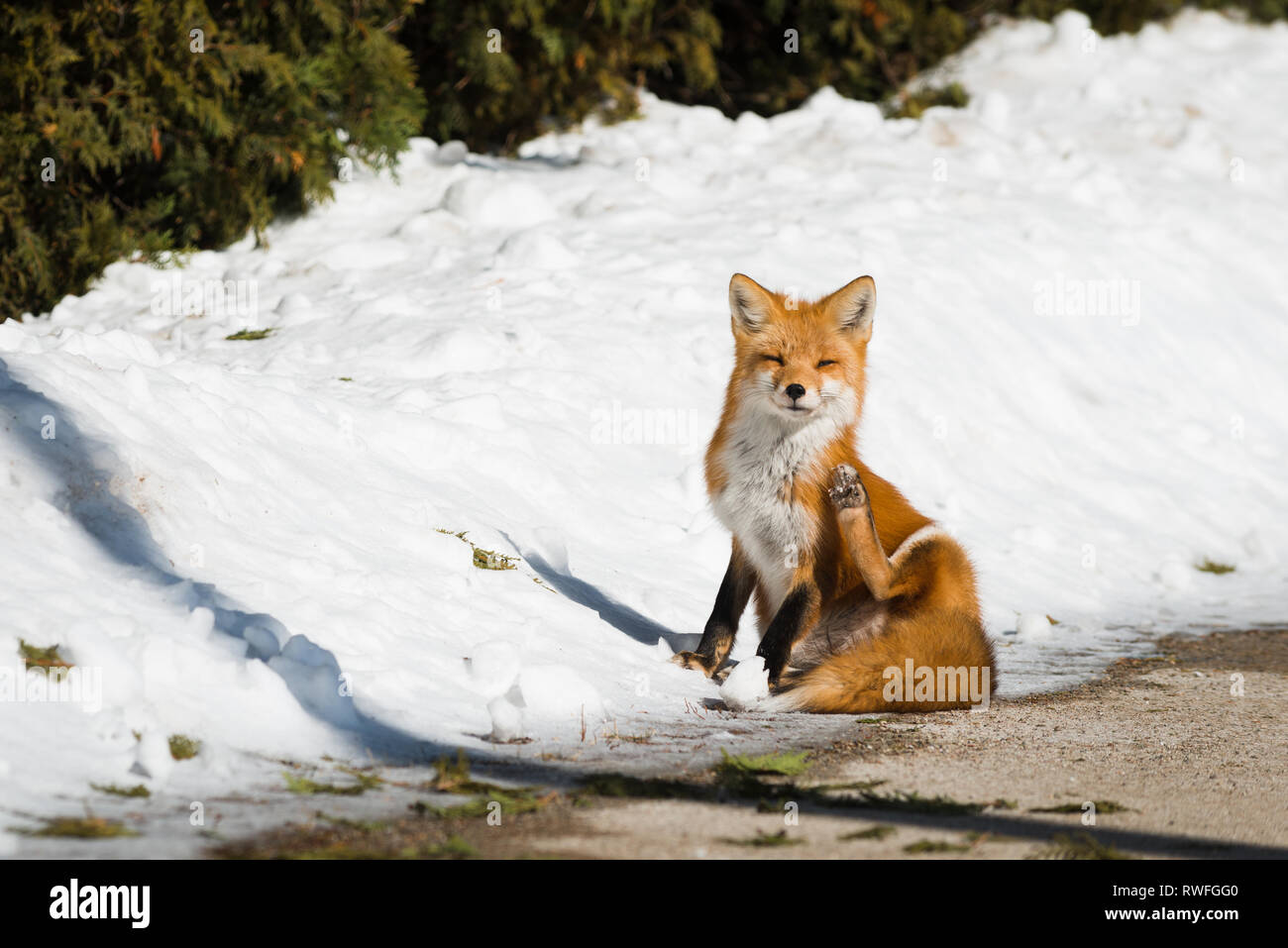 A red fox in the snow. Photographed near Port Elgin Ontario Stock Photo ...