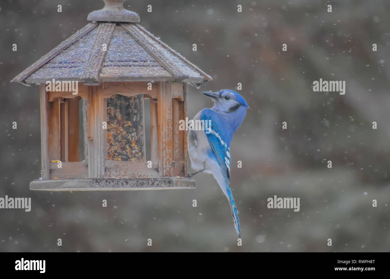 Blue Jay Eating from Bird Feeder Stock Photo - Alamy