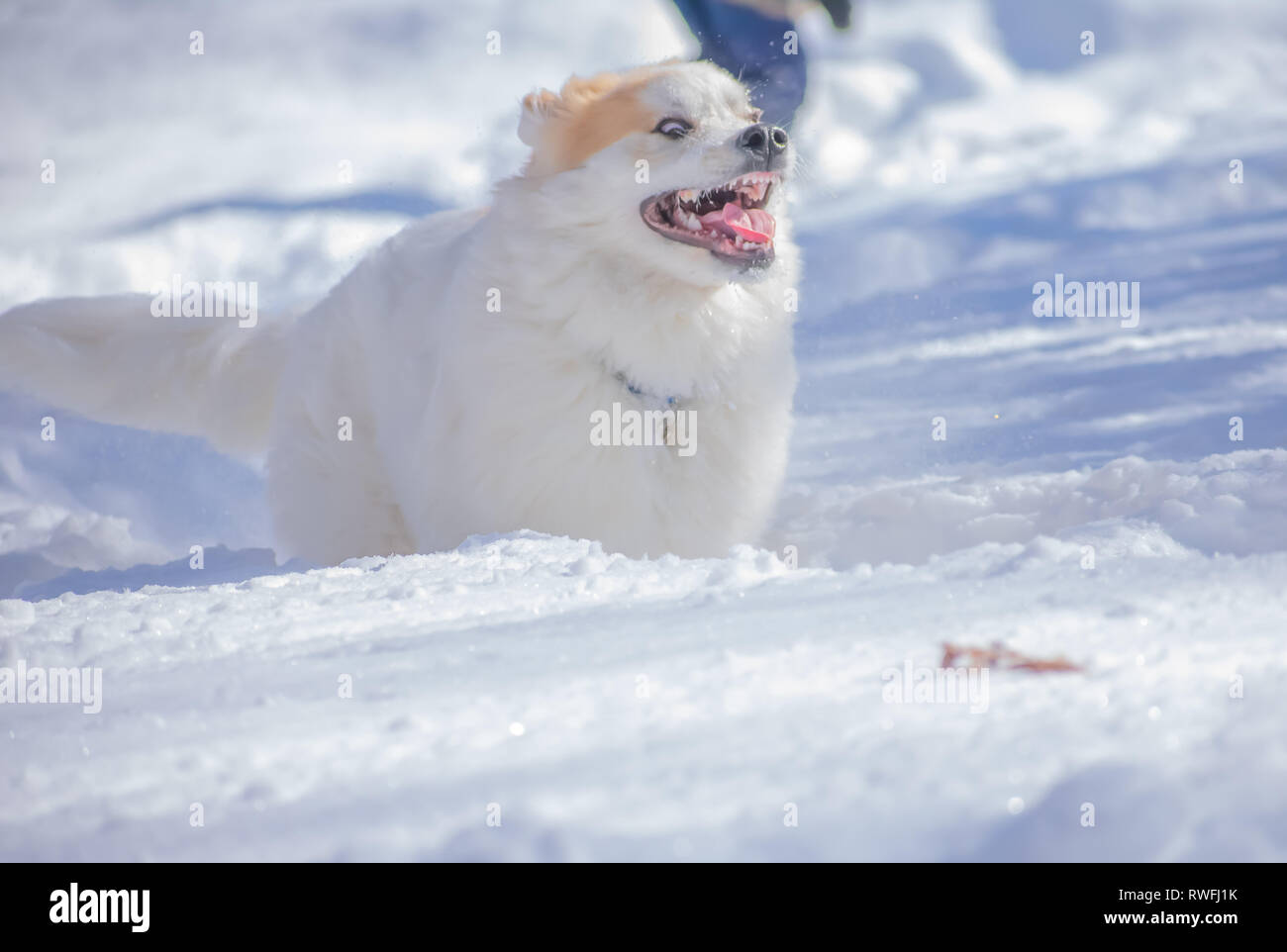 Great pyrenees canine hi-res stock photography and images - Alamy