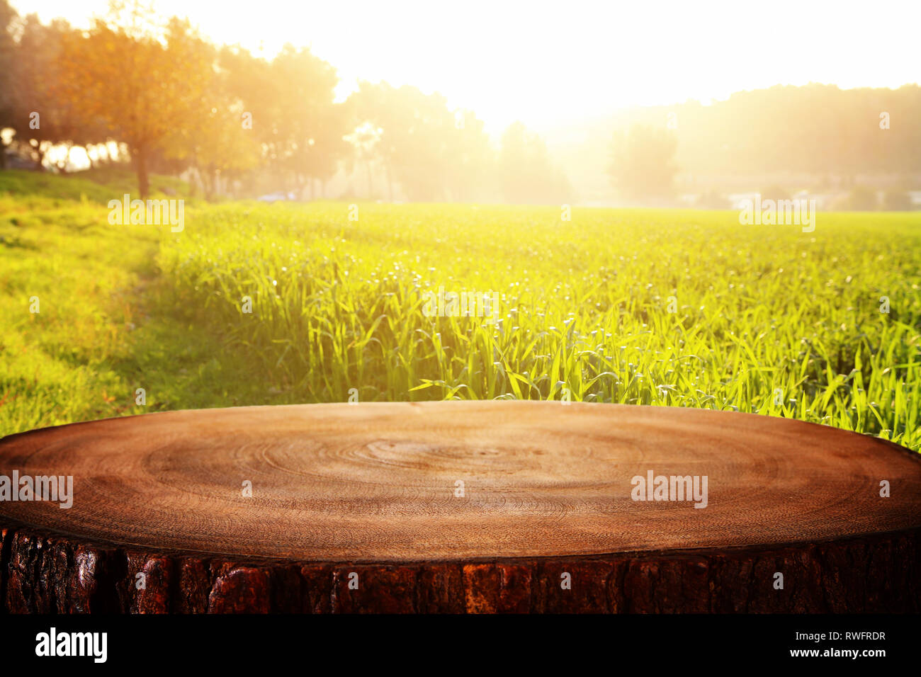 photo of front rustic wooden table and background forest Stock Photo ...