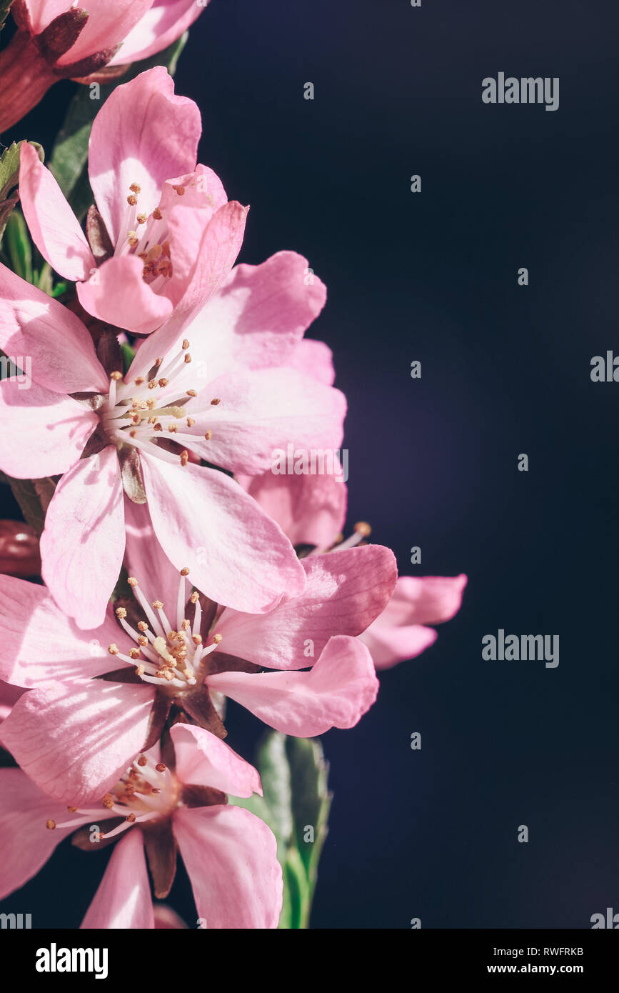 Almond flower background hi-res stock photography and images - Alamy