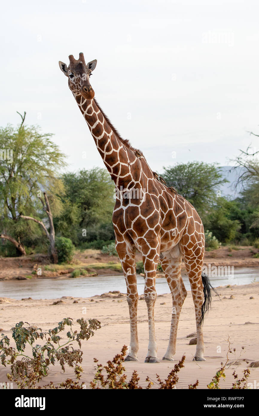 Reticulated pattern hi-res stock photography and images - Alamy