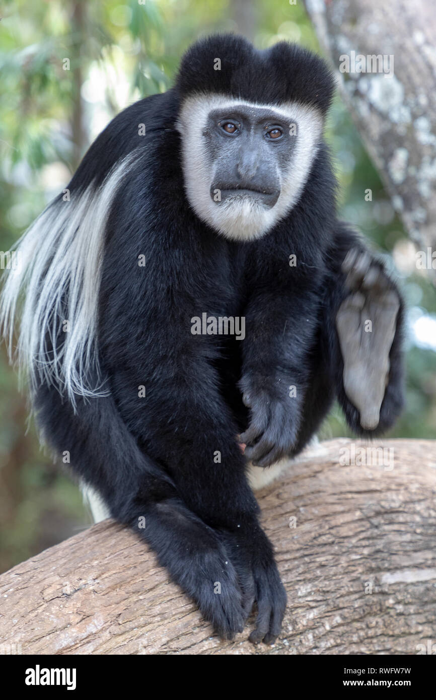 African colobus monkey Stock Photo - Alamy