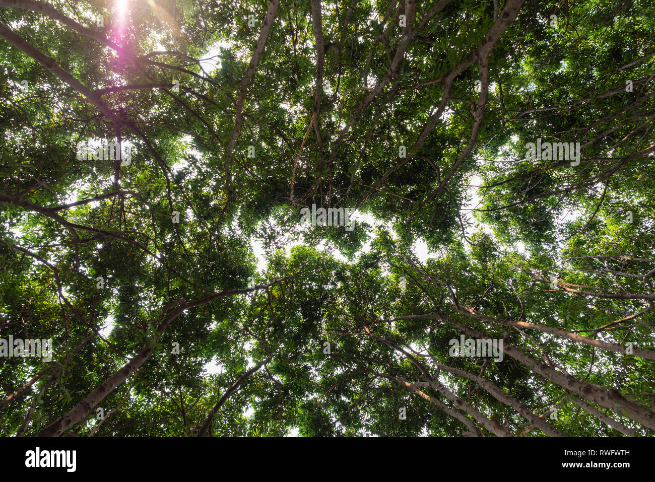 Branchwork hi-res stock photography and images - Alamy