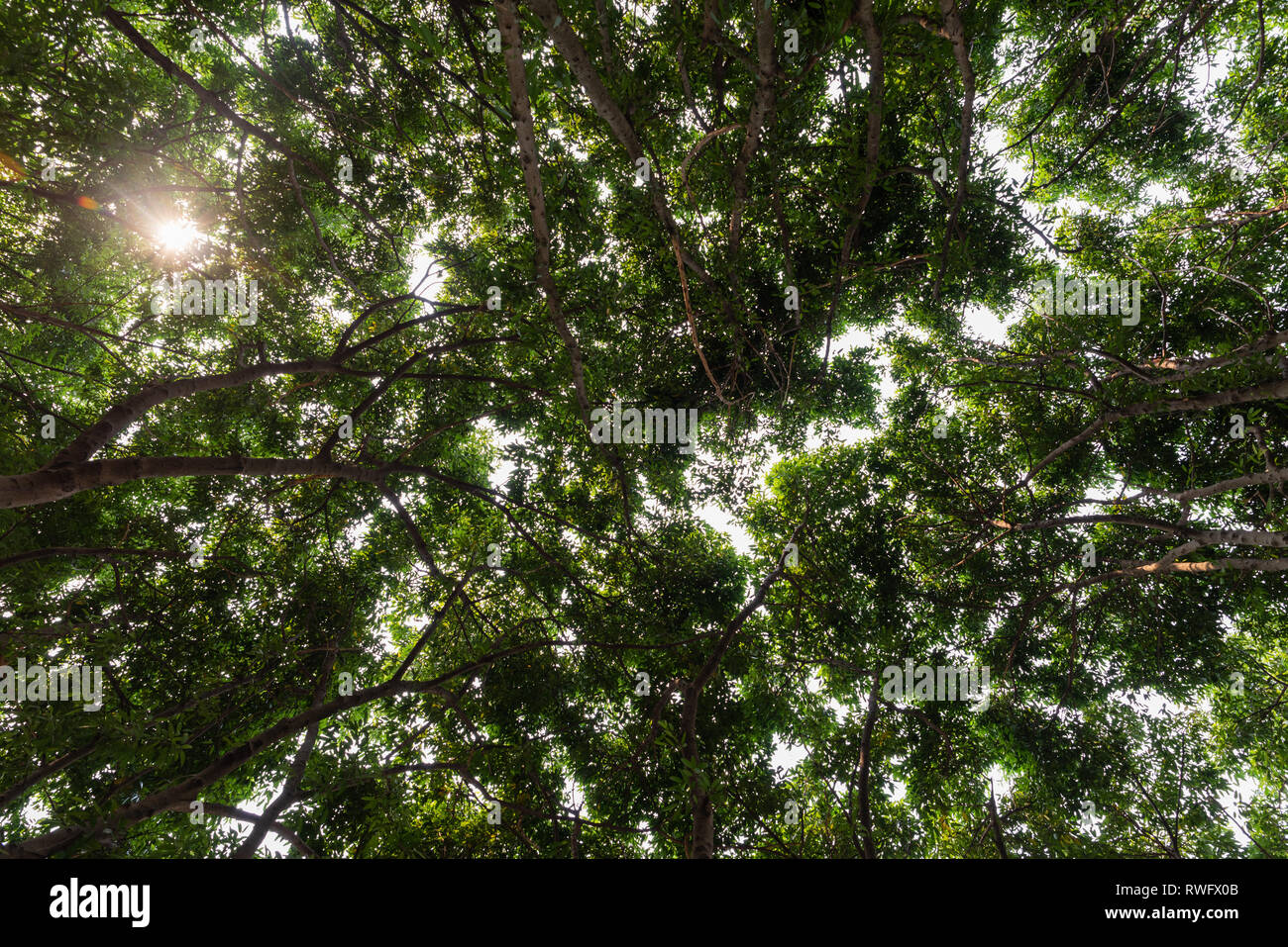 Close-up view of the old and big tree, from down to the treetop with ...