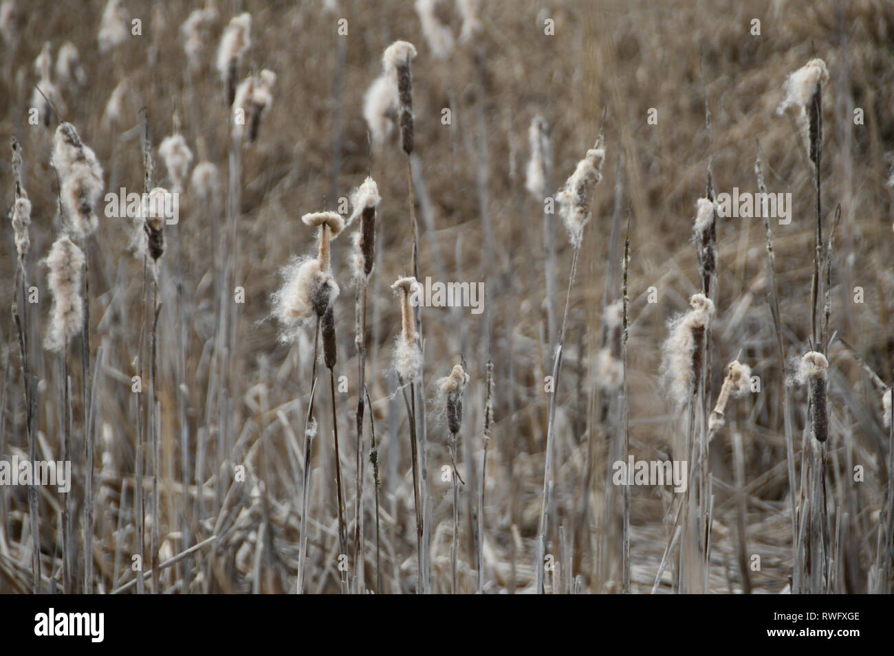 field of bullrushes in the nature reserve Rheindelta, Austira Stock ...