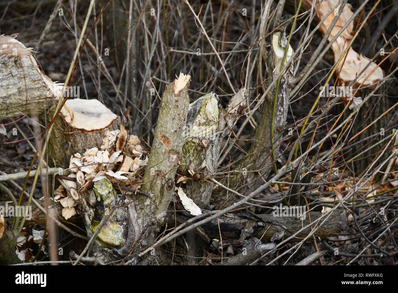 Beavers Work High Resolution Stock Photography and Images - Alamy