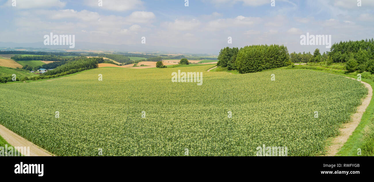 Large corn field hi-res stock photography and images - Alamy