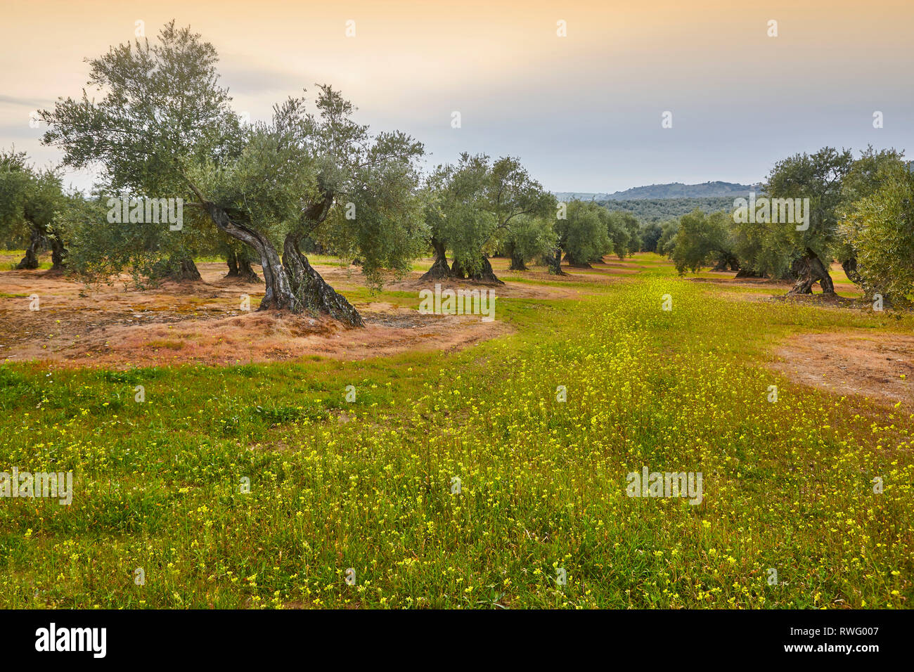 Olive tree fields in Andalusia. Spanish agricultural harvest landscape ...