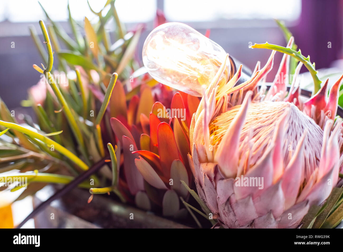 Protea plants and succulents used as table decoration at gala dinner ...
