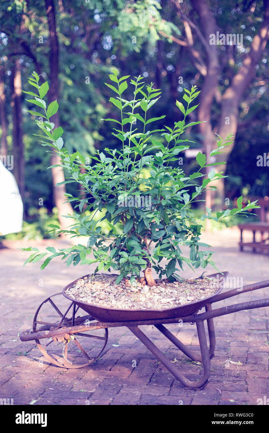 Plant planted in old wheel barrow Stock Photo - Alamy