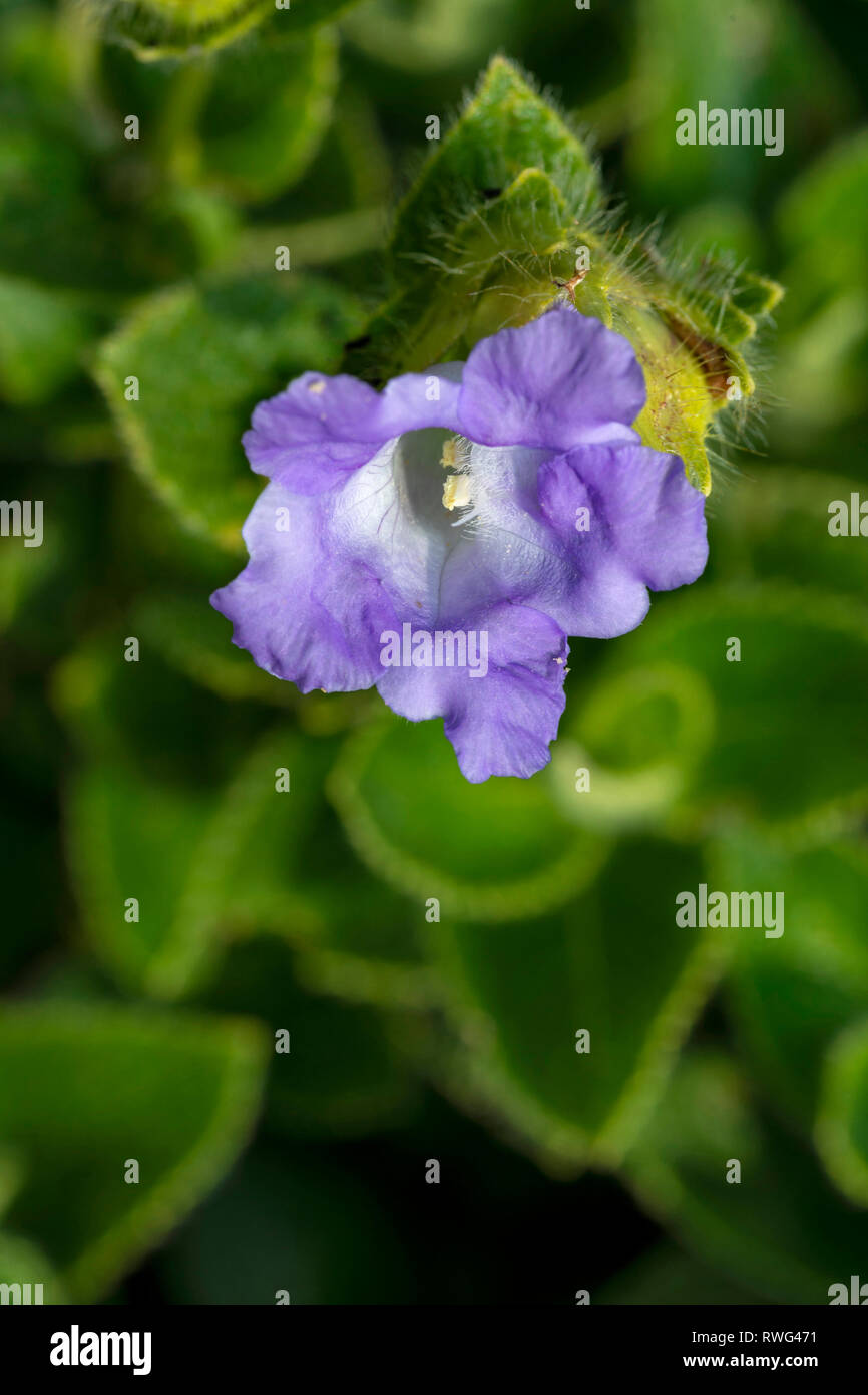 Karvi flowering hi-res stock photography and images - Alamy