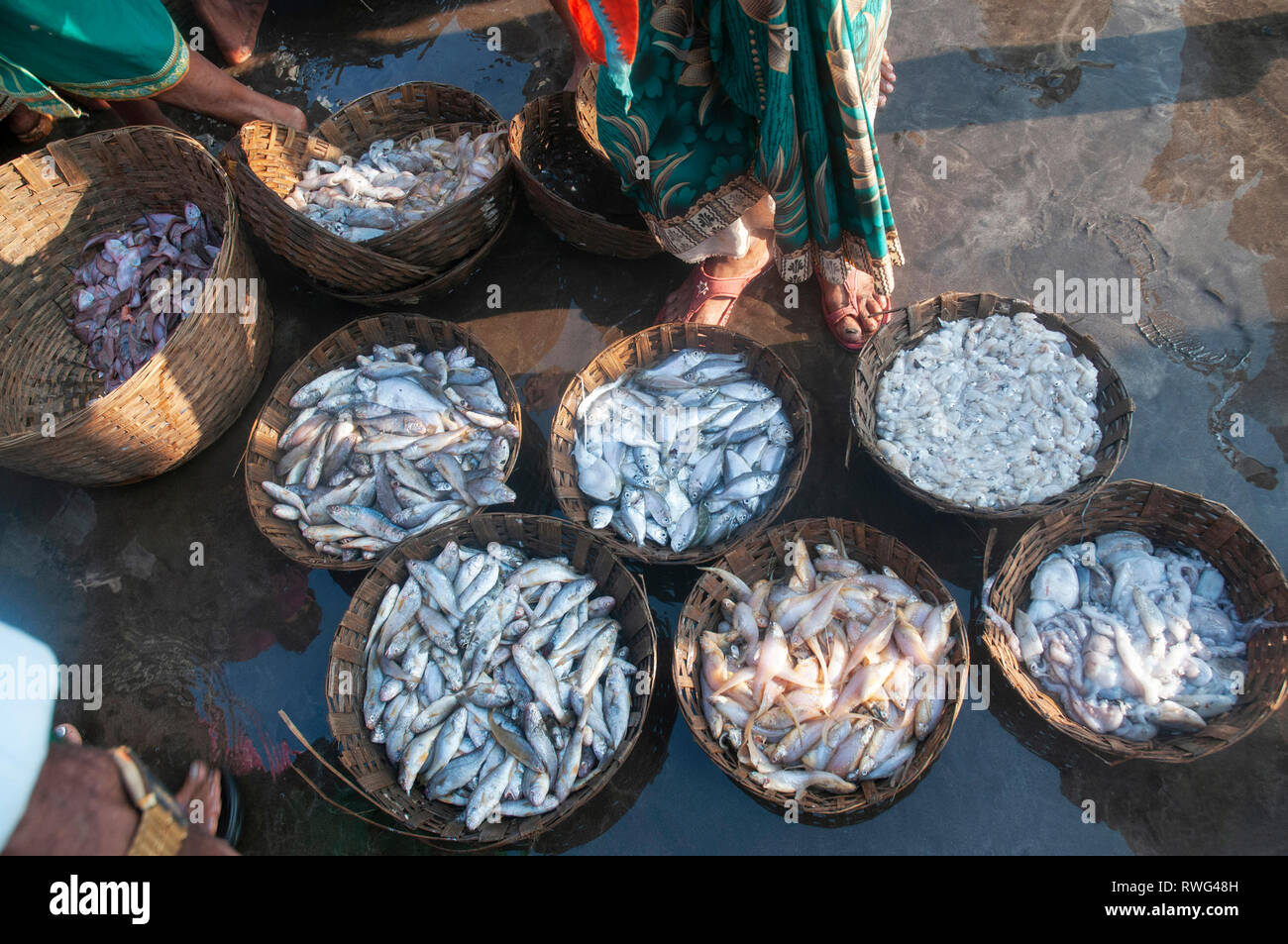Fresh sea catch for sale, Harney Jetty, Ratnagiri, Maharashtra, India ...