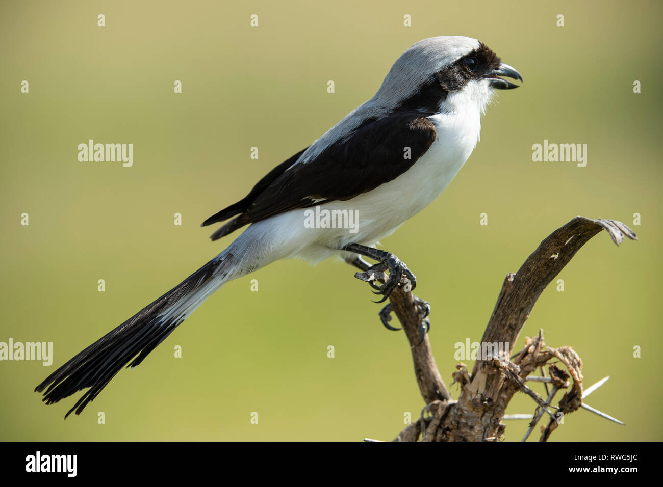 Elizabeth grey hi-res stock photography and images - Alamy