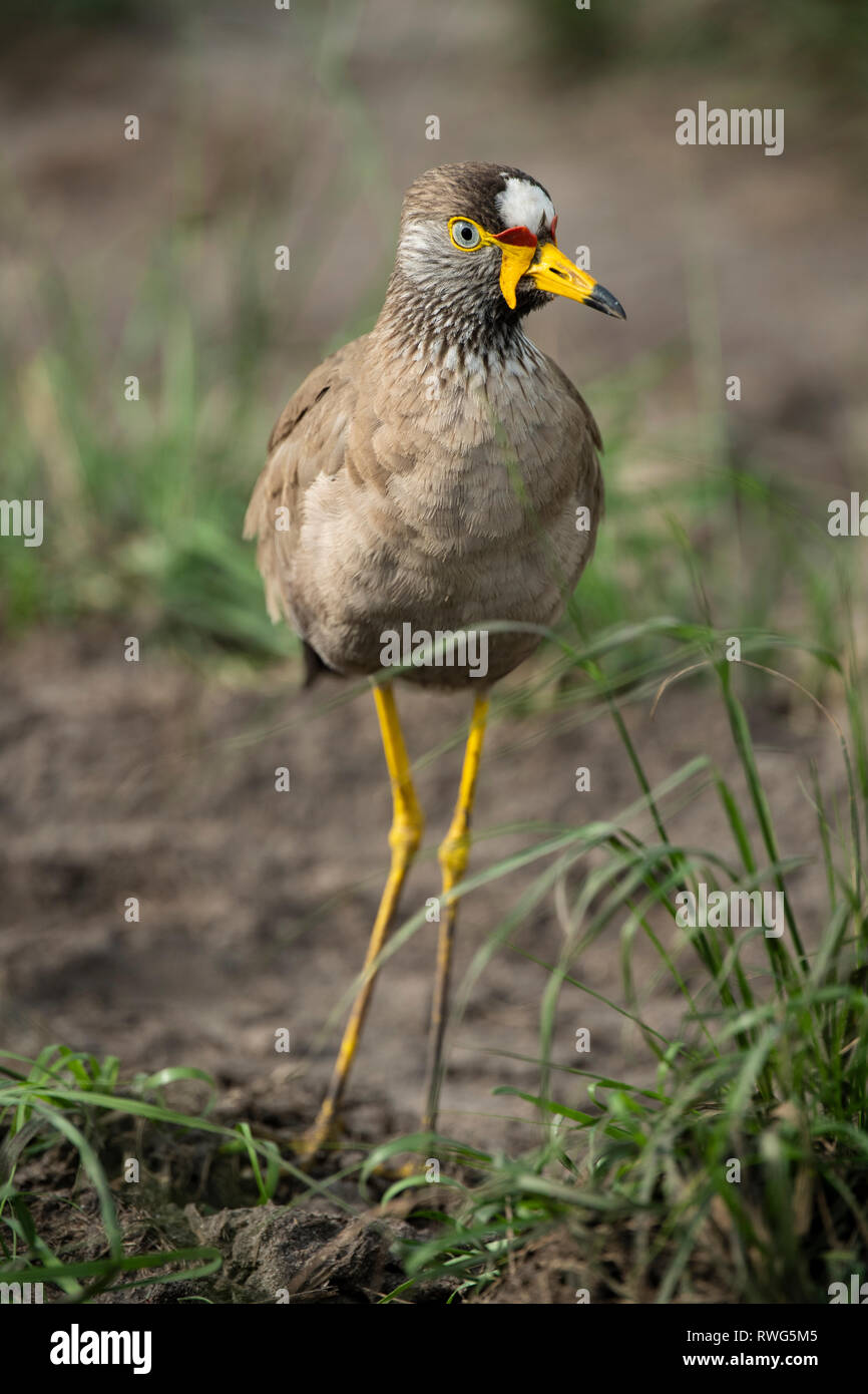 African wattled lapwing, Vanellus senegallus, Ishasha sector in Queen ...