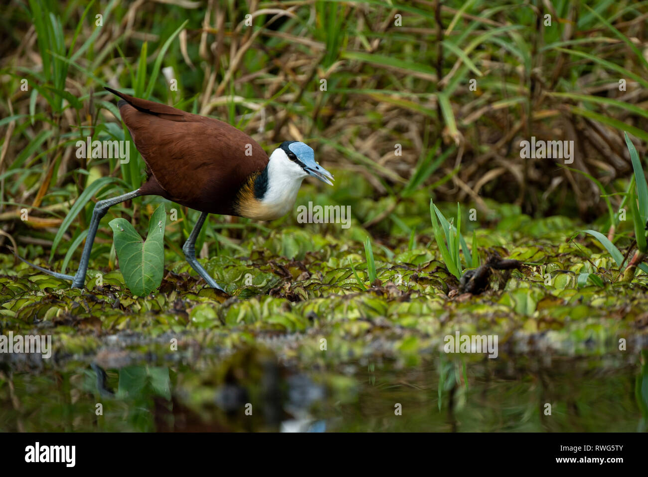 African jacana, Actophilornis africanus, Lake Albert, Semliki Wildlife ...