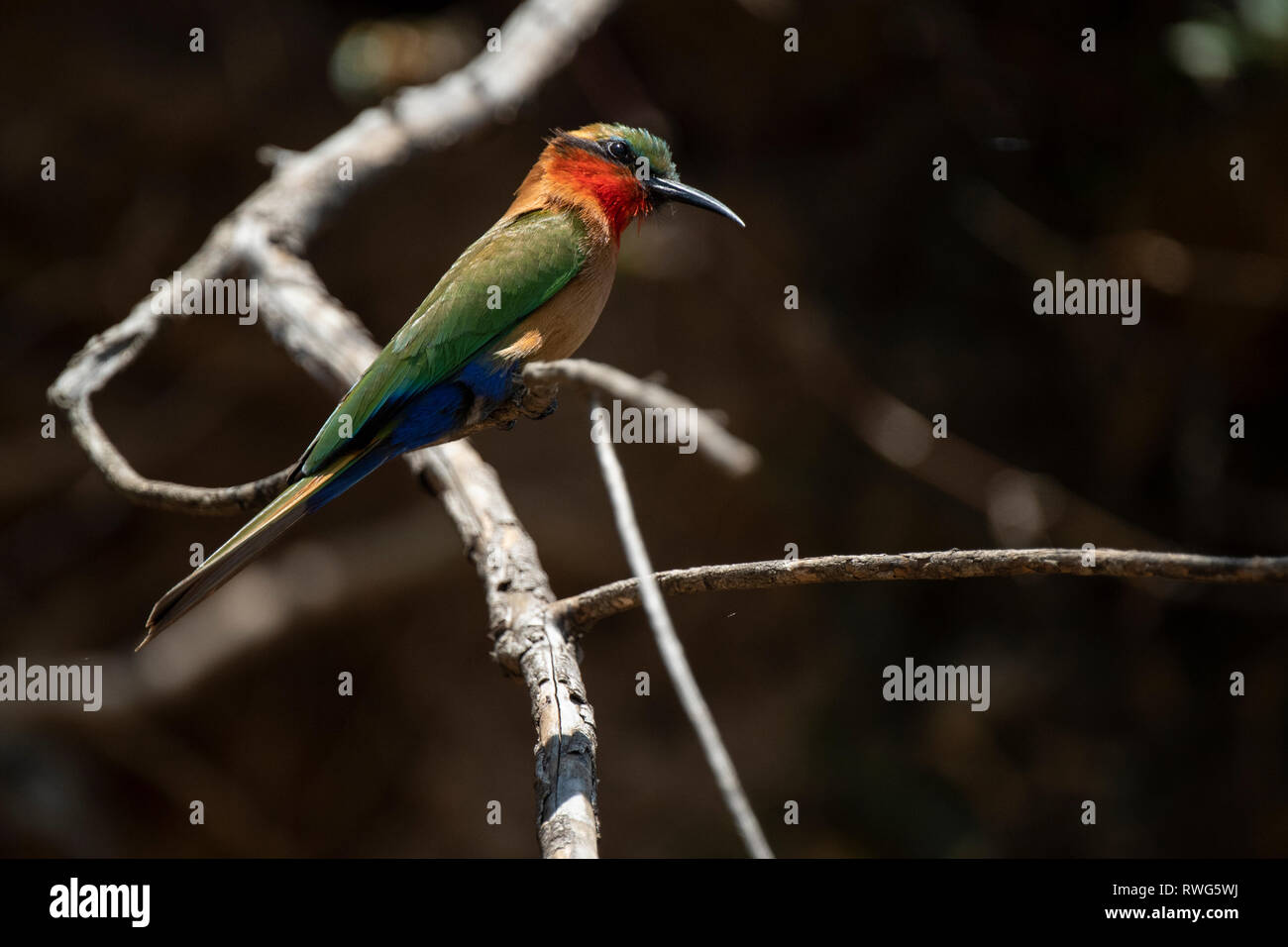 African bee eater hi-res stock photography and images - Alamy